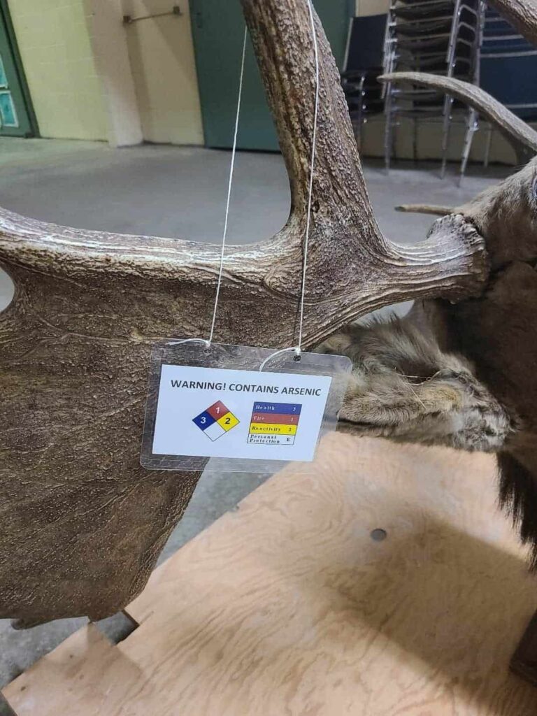 The Dangers of Old Taxidermy - Western Development Museum